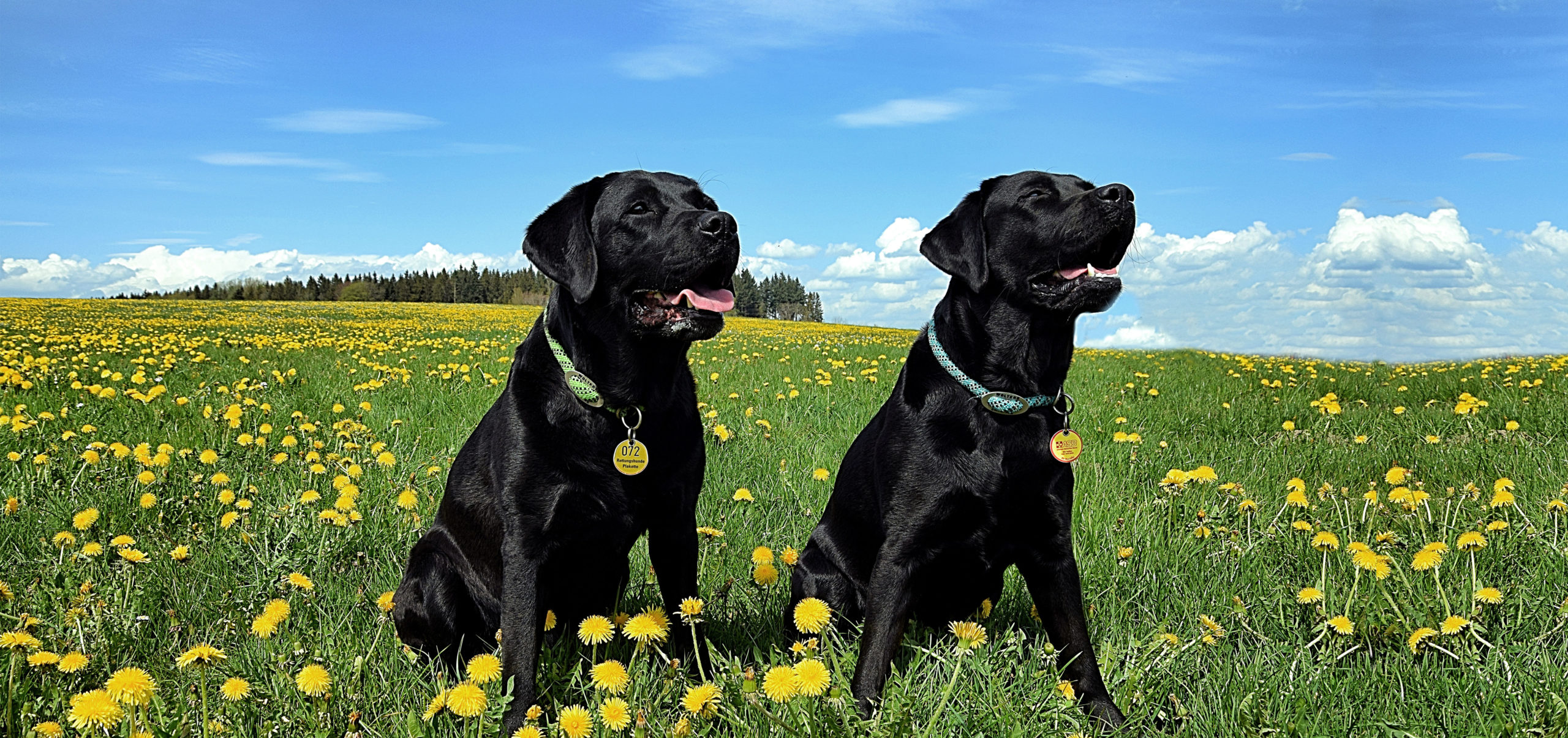 Home [www.labrador-vom-illerufer.de]