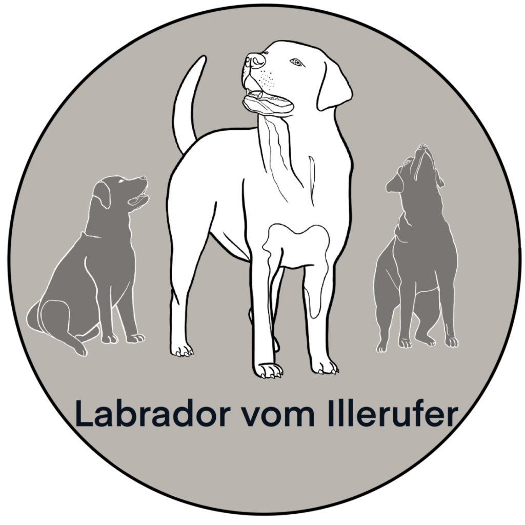 Mary | Labrador vom Illerufer
